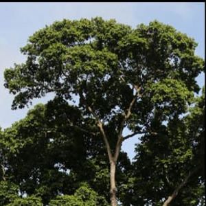 The Biodiversity of Singapore- Maranthes corymbosa