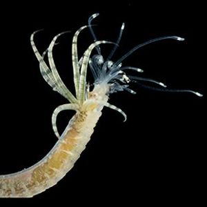 The Biodiversity of Singapore- Ampharetidae sp.6