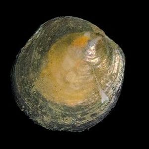 The Biodiversity of Singapore- Anomiidae sp.