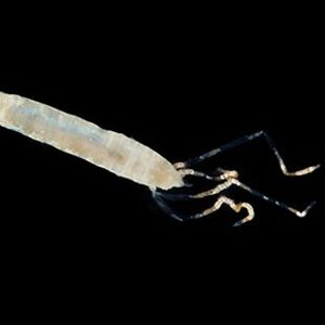 The Biodiversity of Singapore- Ampharetidae sp. SEA-4434