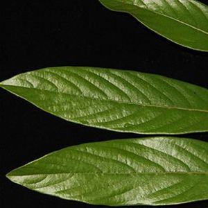 The Biodiversity of Singapore- Fissistigma lanuginosum