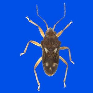 The Biodiversity of Singapore- Hebrus nipponicus