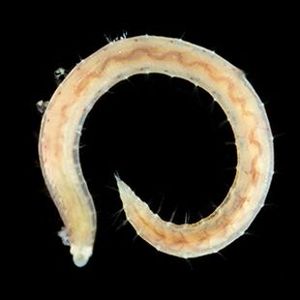 The Biodiversity of Singapore- Glyceridae sp. ARM-0116