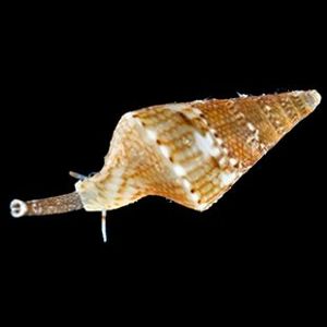 The Biodiversity of Singapore- Turridae sp. 1