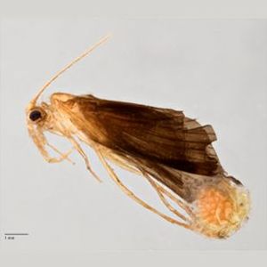 The Biodiversity of Singapore- Calamoceratidae sp. ZRCBDP0026335 ...
