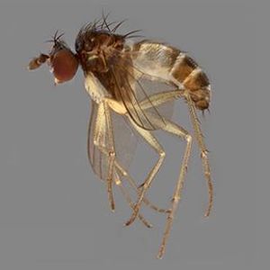 The Biodiversity of Singapore- Diaphorus sp. "white small"