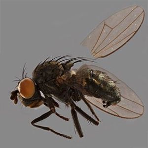 The Biodiversity of Singapore- Paralimna (Phaiosterna) lineata