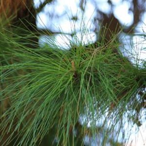 The Biodiversity of Singapore- Pinus caribaea