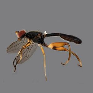 The Biodiversity of Singapore- Texara sp. ZRCBDP00127377