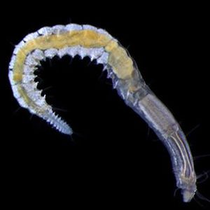 The Biodiversity of Singapore- Syllidae sp. OTC-0340