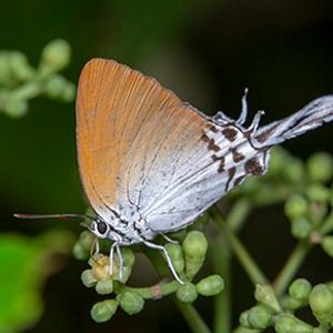 The Biodiversity of Singapore- Jacoona anasuja anasuja