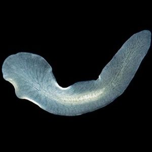 The Biodiversity of Singapore- Acotylea sp. 5