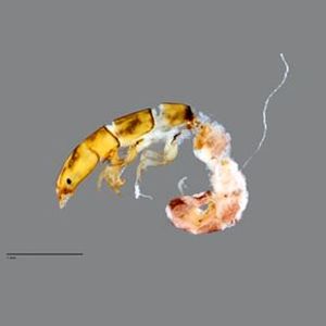 The Biodiversity of Singapore- Ecnomidae sp. ZRCBDP0024662