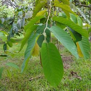 The Biodiversity of Singapore- Shorea macrophylla