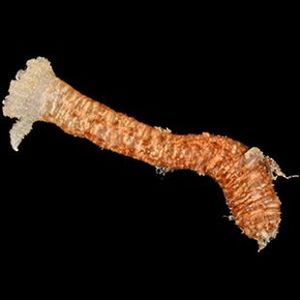 The Biodiversity of Singapore- Synaptula recta