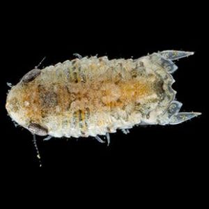 The Biodiversity of Singapore- Sphaeromatidae sp. 32