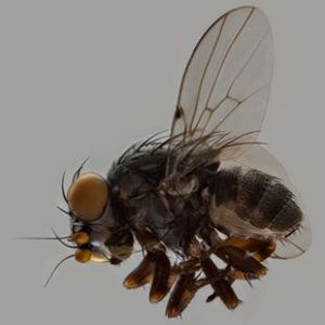 The Biodiversity of Singapore- Odinia sp. ZRC_BDP0313183