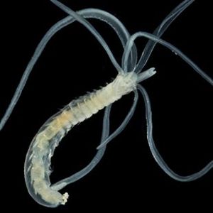 The Biodiversity of Singapore- Terribellidae sp. ARM-0332