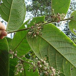 The Biodiversity of Singapore- Glochidion superbum