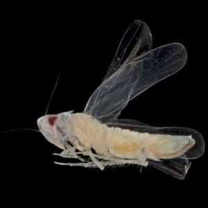 The Biodiversity of Singapore- Hemiptera sp. ZRC_BDP0118379