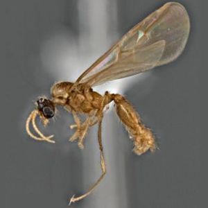 The Biodiversity of Singapore- Pheidole cf. parva