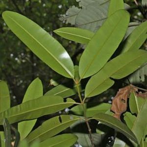 The Biodiversity of Singapore- Calophyllum rufigemmatum