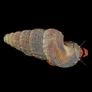 The Biodiversity of Singapore- Cerithidea obtusa