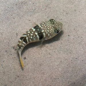 The Biodiversity of Singapore- Chelonodon patoca
