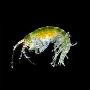 The Biodiversity of Singapore- Ampithoe cf. cookana