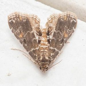 The Biodiversity of Singapore- Elophila manilensis