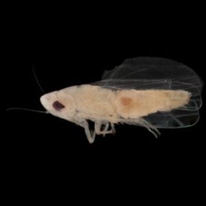 The Biodiversity of Singapore- Hemiptera sp. ZRC_BDP0110055