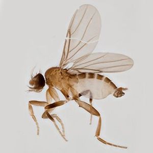 The Biodiversity of Singapore- Metopina-group sp. ZRC_BDP0069759