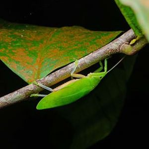 The Biodiversity of Singapore- Promeca perakana