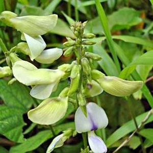 The Biodiversity of Singapore- Pueraria phaseoloides