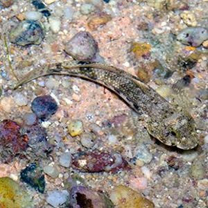 The Biodiversity of Singapore- Bathygobius sp.