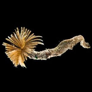 The Biodiversity of Singapore- Sabellidae sp. SS-1759