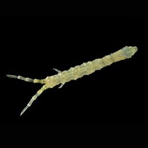 The Biodiversity of Singapore- Valvifera sp. 1