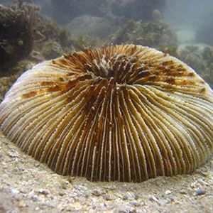 The Biodiversity of Singapore- Fungia sp.