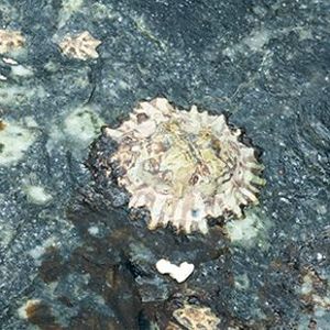 The Biodiversity of Singapore- Siphonaria atra