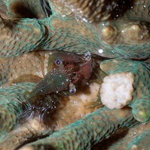 The Biodiversity of Singapore- Coralliocaris graminea