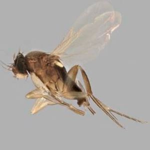 The Biodiversity of Singapore- Megaselia sp. ZRC_BDP0032675