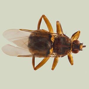 The Biodiversity of Singapore- Pseudolynchia canariensis