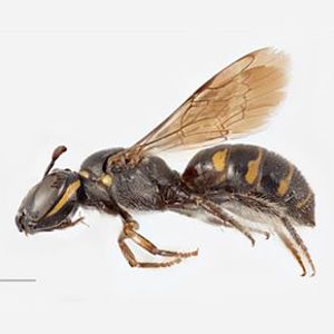 The Biodiversity of Singapore- Ceratina (Ceratinidia) nigrolateralis