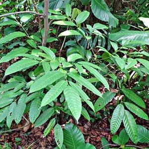 The Biodiversity of Singapore- Leea indica