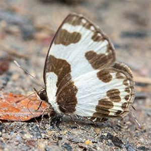 The Biodiversity of Singapore- Caleta elna elvira
