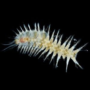 The Biodiversity of Singapore- Polynoidae sp. ARM-0423