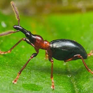 The Biodiversity of Singapore- Cylas formicarius