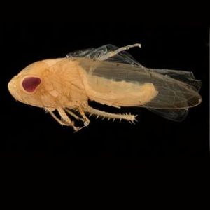 The Biodiversity of Singapore- Hemiptera sp. ZRC_BDP0143571