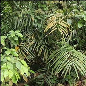 The Biodiversity of Singapore- Daemonorops longipes