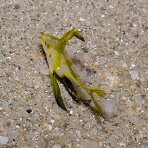 The Biodiversity of Singapore- Triacanthidae sp.